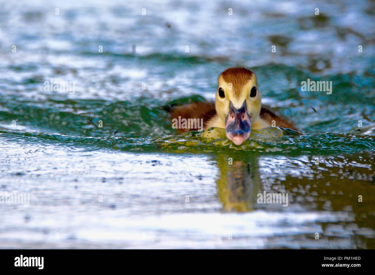 Ente gelb -Fotos und -Bildmaterial in hoher Auflösung – Alamy