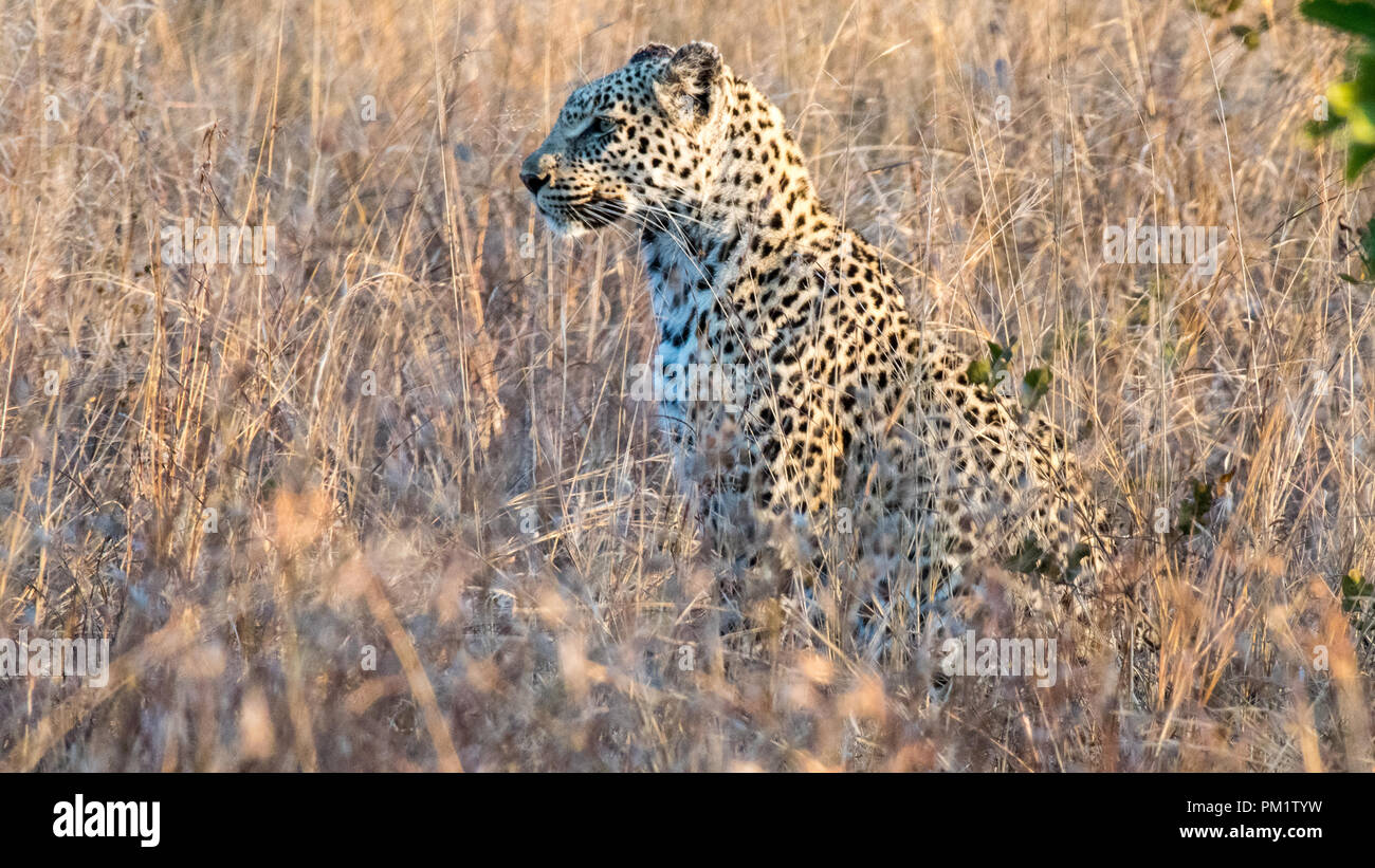 Leopard im trockenen gras -Fotos und -Bildmaterial in hoher Auflösung ...