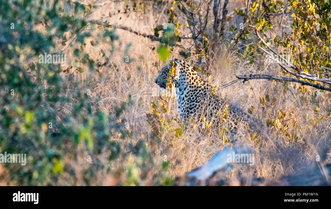 Leopard Im Trockenen Gras Stockfotos und -bilder Kaufen - Alamy