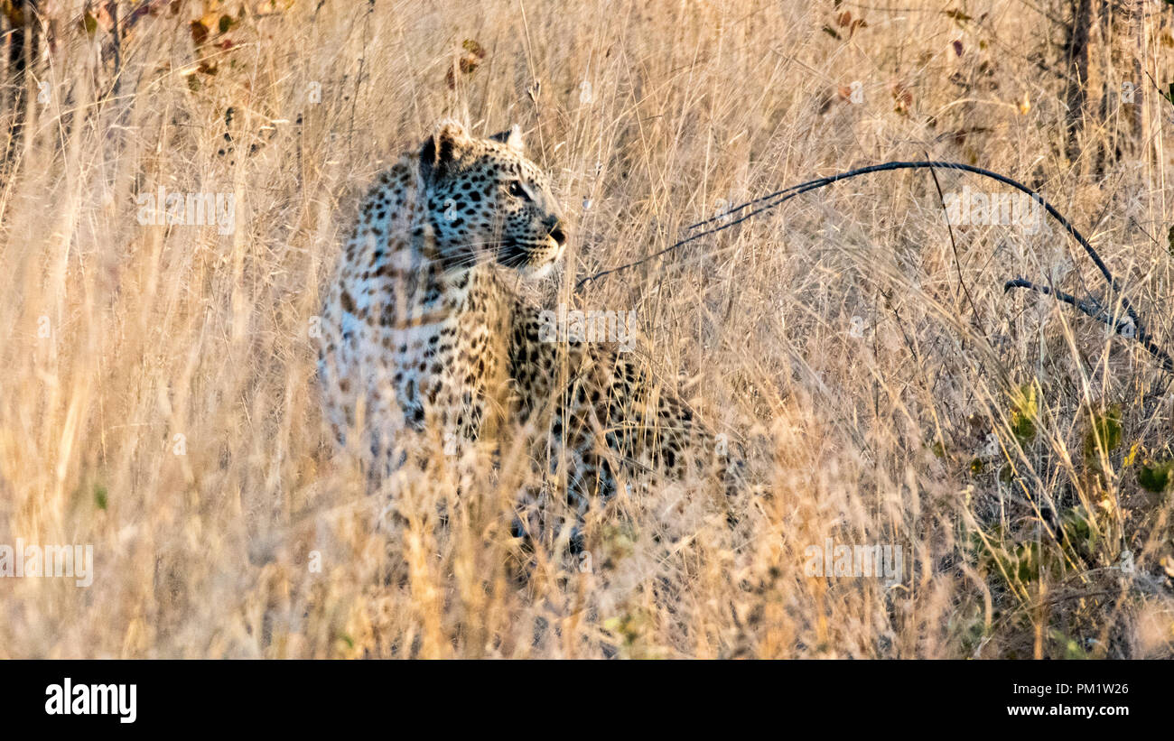 Leopard sichtung -Fotos und -Bildmaterial in hoher Auflösung – Alamy