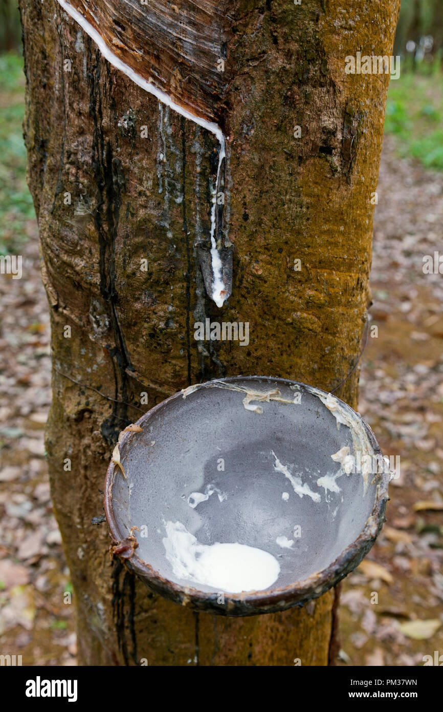 Industrielle pflanzliche produktion -Fotos und -Bildmaterial in hoher ...