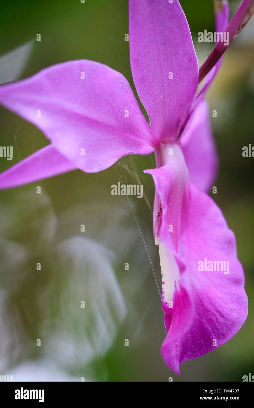 Orchidee (Aerides lindleyana). Monteverde. Costa Rica Stockfotografie ...