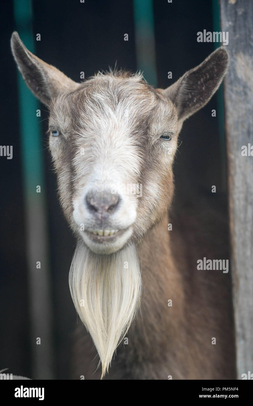 Portrait Facing Forward Eyes Looking Stockfotos und -bilder Kaufen - Alamy