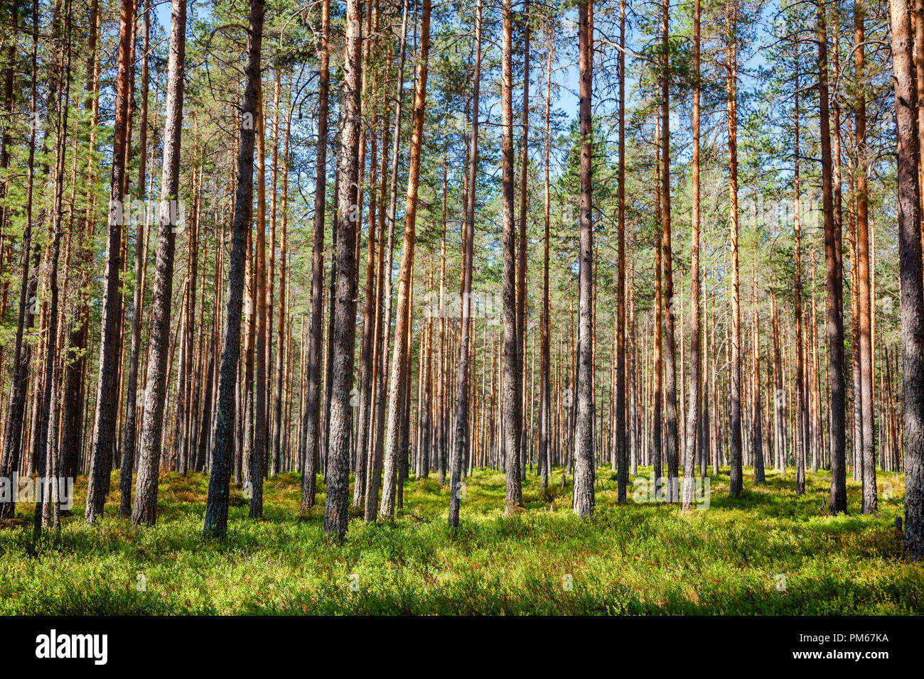 Boreale und nadelwälder -Fotos und -Bildmaterial in hoher Auflösung – Alamy
