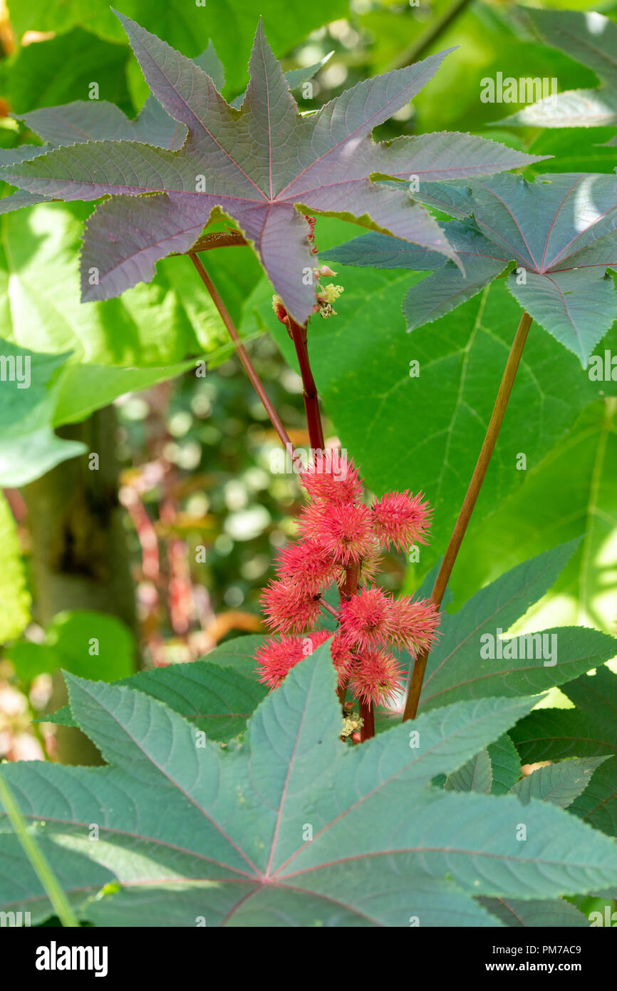Ricin rich seed -Fotos und -Bildmaterial in hoher Auflösung – Alamy