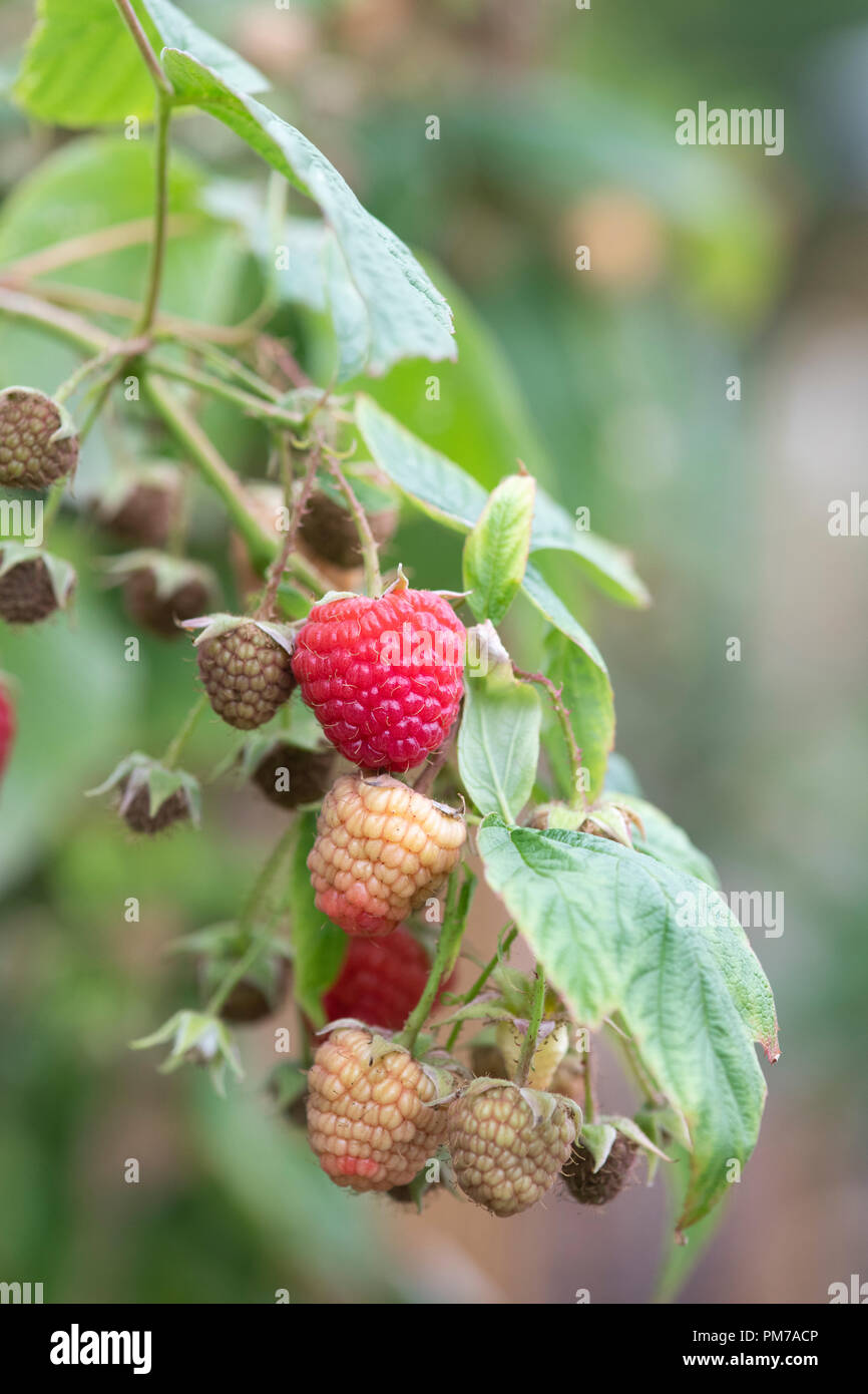 Roter himbeerbusch Stockfotos und -bilder Kaufen - Alamy