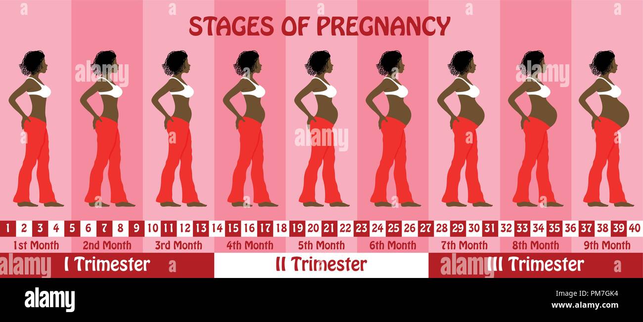 Pregnant Stages Stockfotos And Pregnant Stages Bilder Alamy