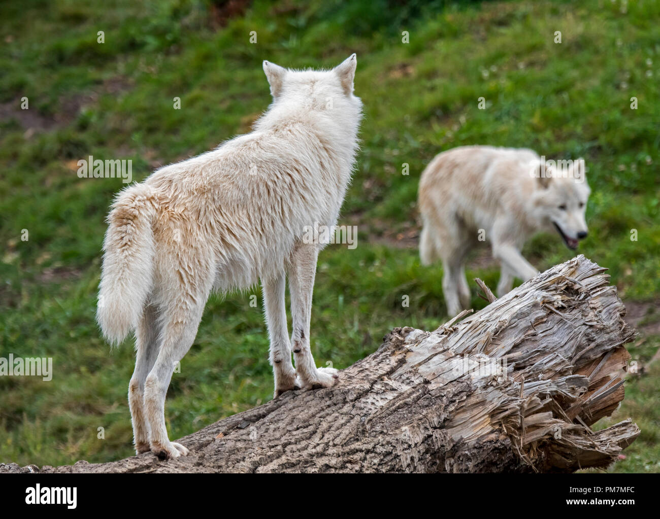 Arctic wolves -Fotos und -Bildmaterial in hoher Auflösung – Alamy