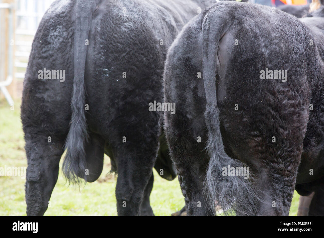 Cow testicles -Fotos und -Bildmaterial in hoher Auflösung – Alamy