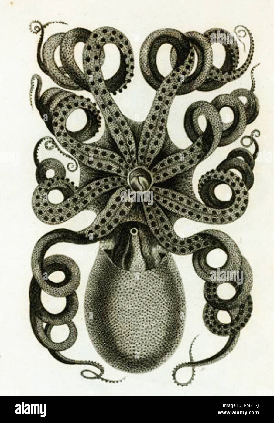 Engraving Octopus Stockfotos und -bilder Kaufen - Alamy