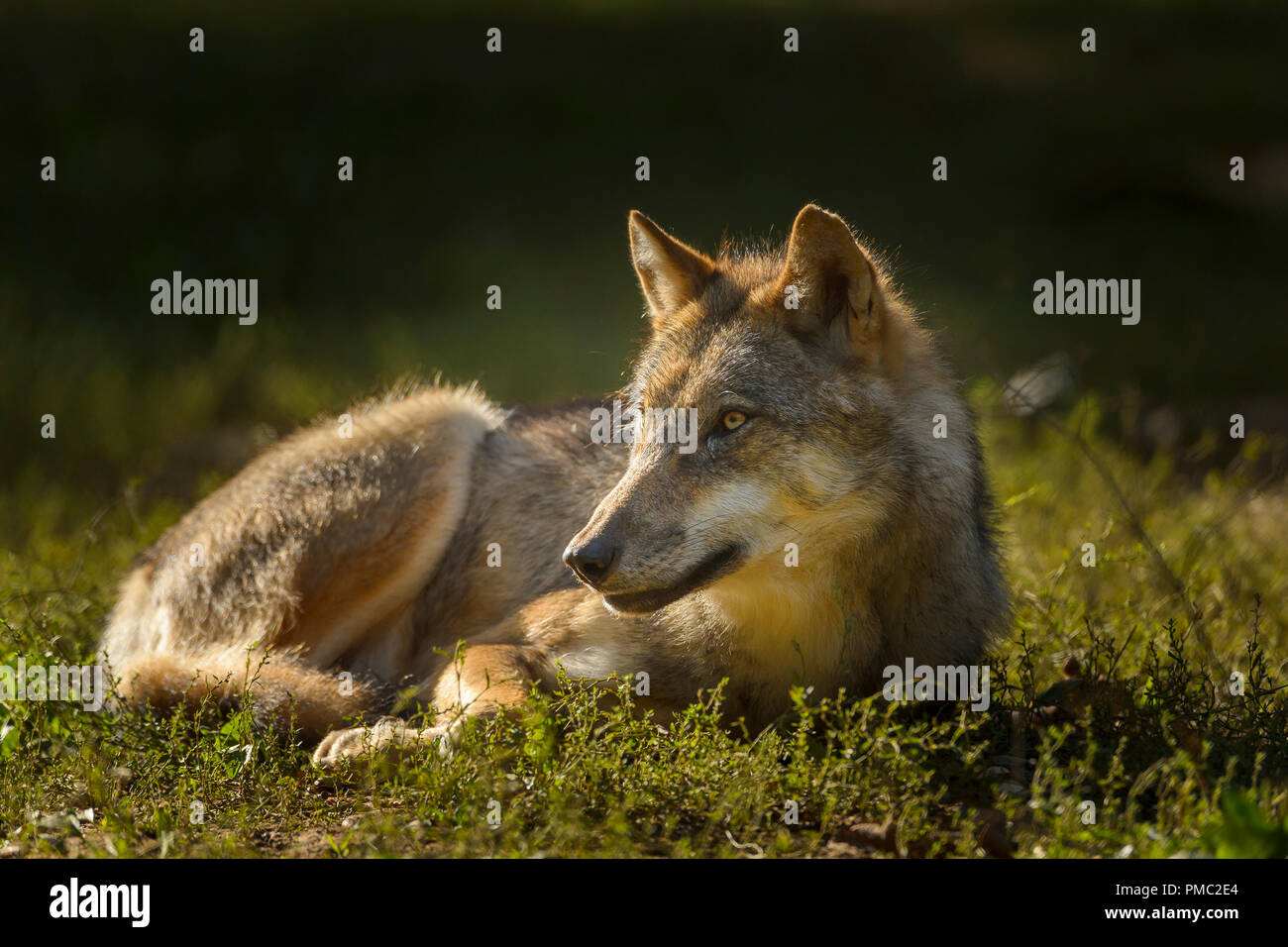Europäischer grauer wolf -Fotos und -Bildmaterial in hoher Auflösung ...