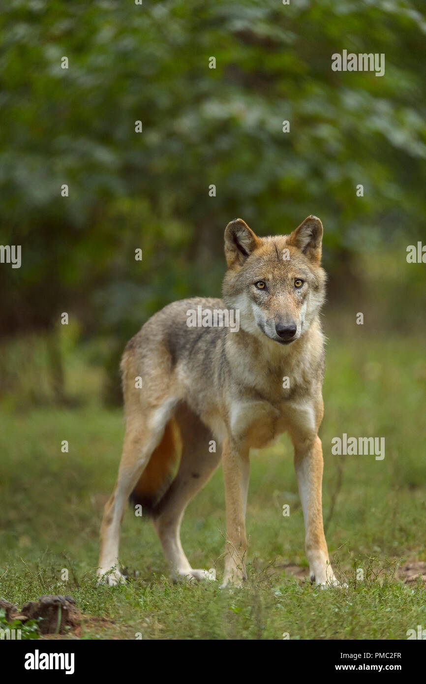 Europäischer grauer wolf -Fotos und -Bildmaterial in hoher Auflösung ...