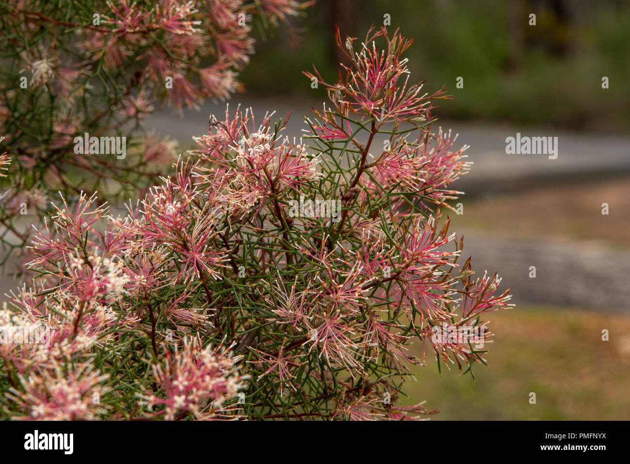 Hakea blumen -Fotos und -Bildmaterial in hoher Auflösung – Alamy