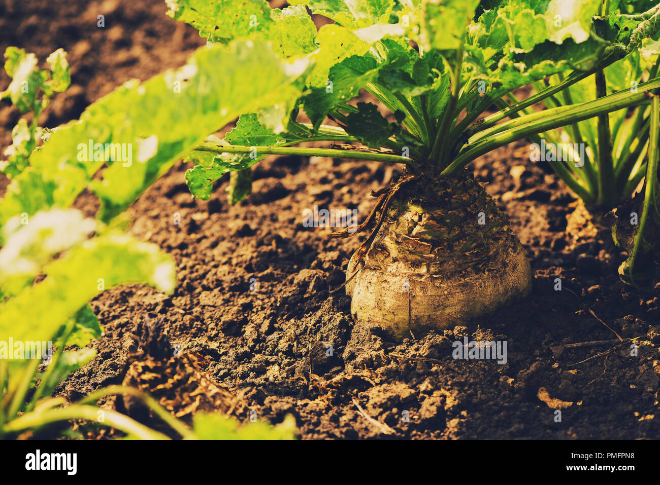 Sugar beet growing in field -Fotos und -Bildmaterial in hoher Auflösung ...