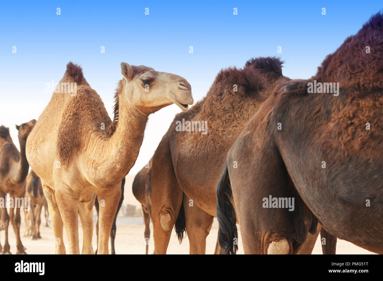 Sopwith Camel Stockfotos und -bilder Kaufen - Alamy