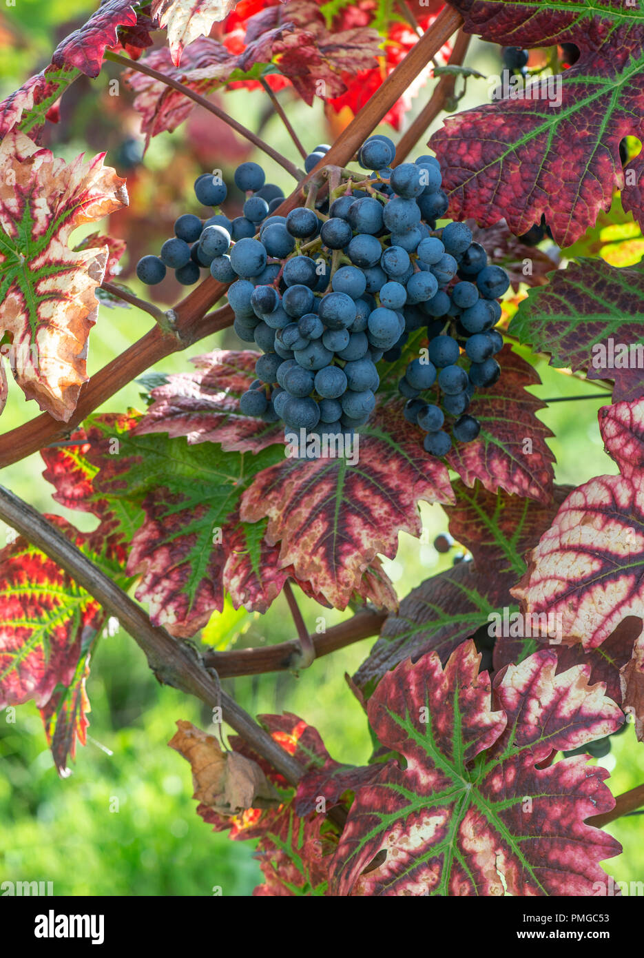 Grape vitis vinifera -Fotos und -Bildmaterial in hoher Auflösung – Alamy