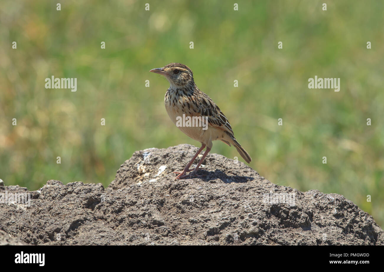 Die rufous-naped Lerche oder rufous-naped Bush Lerche ist ein weit ...