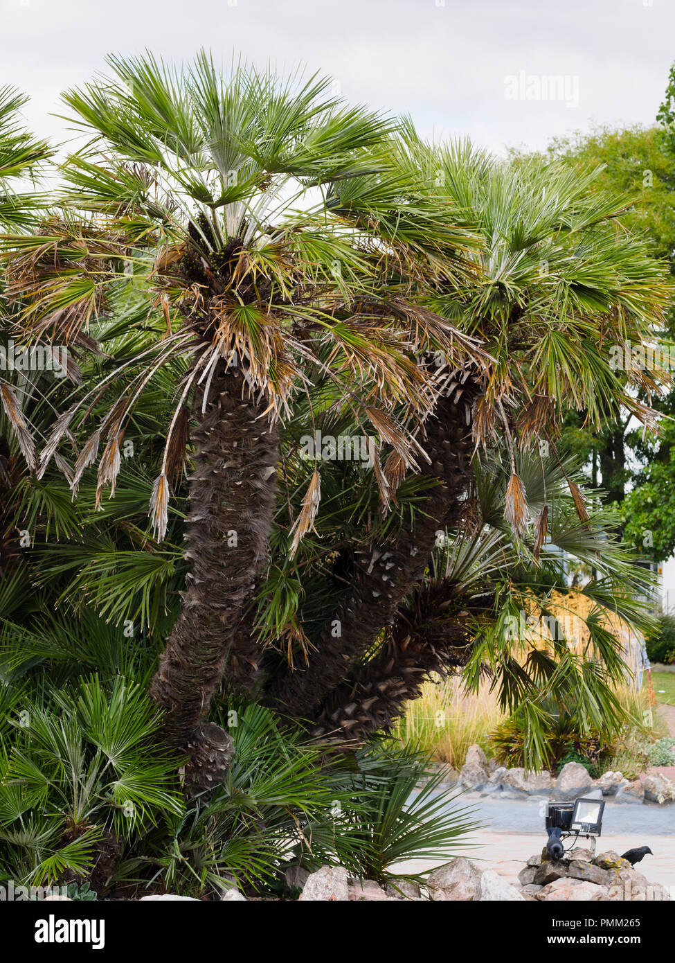 Chamaerops palme chamaerops humilis -Fotos und -Bildmaterial in hoher Auflösung – Alamy