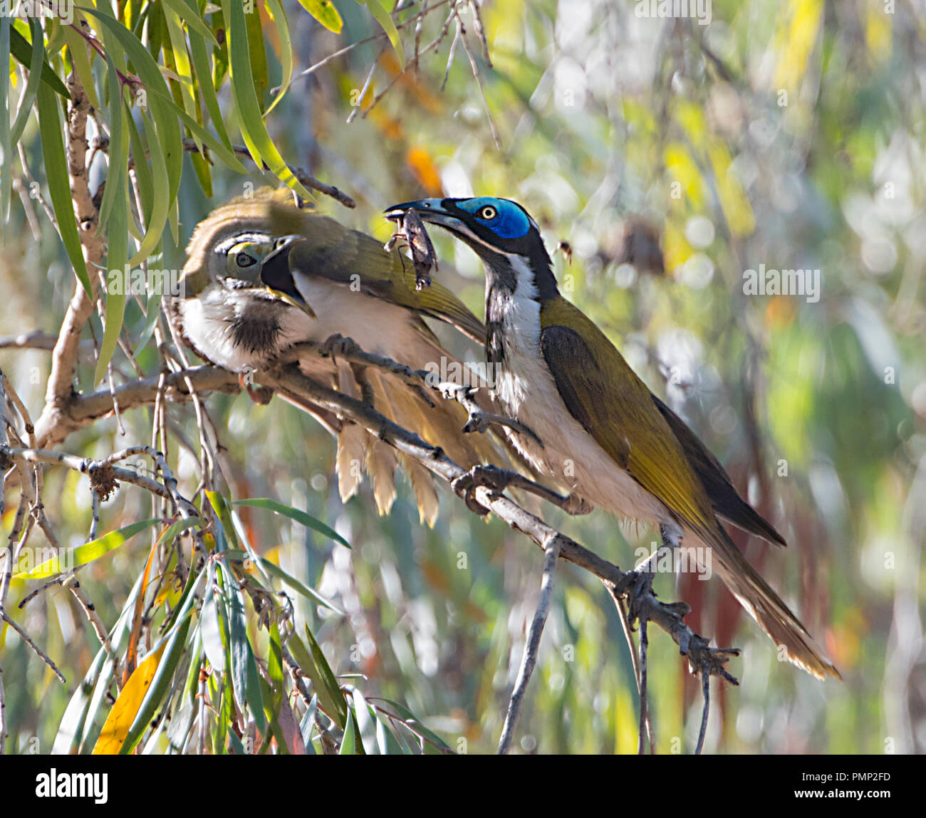 Blue-faced Honeyeater (Entomyzon cyanotis) füttern ihre Jungen, Emu ...