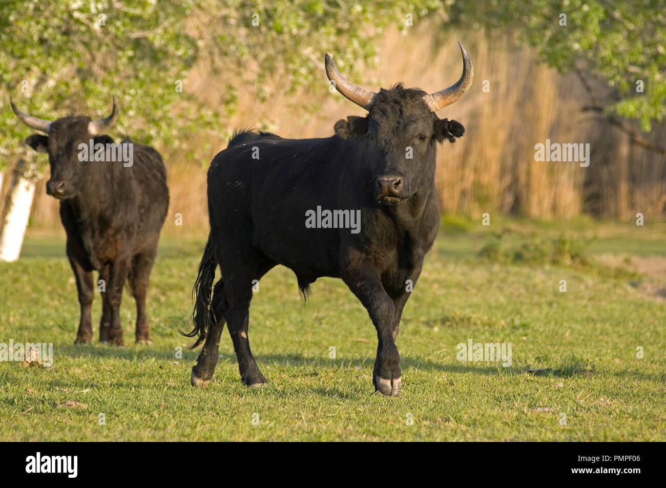 Camargue Rinder (Bos taurus), Stier, Frankreich Stockfotografie - Alamy