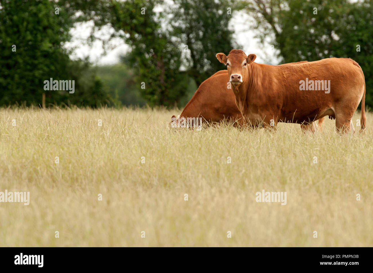 Limousin cattle -Fotos und -Bildmaterial in hoher Auflösung – Alamy