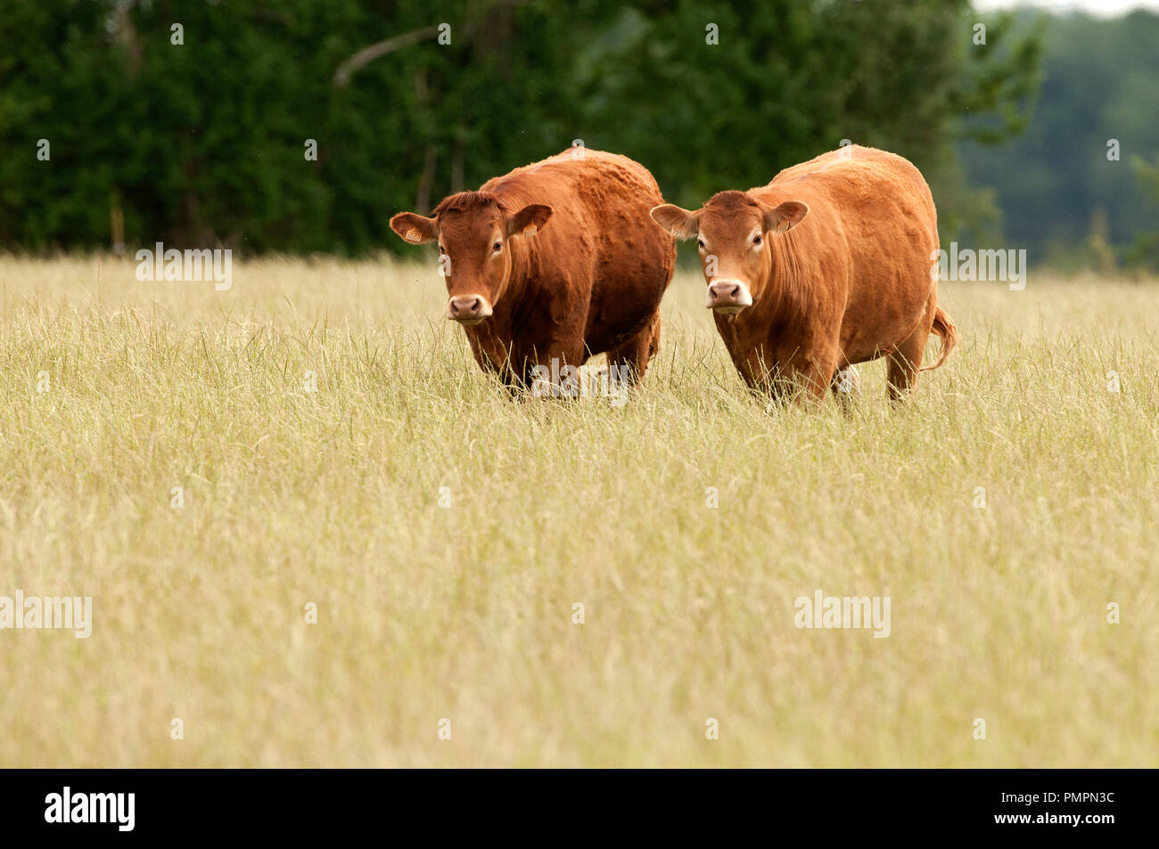 Limousin rinder -Fotos und -Bildmaterial in hoher Auflösung – Alamy