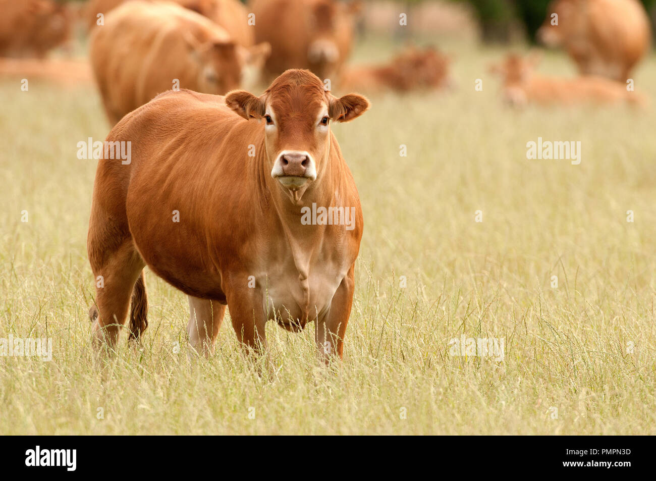 Limousin cattle -Fotos und -Bildmaterial in hoher Auflösung – Alamy