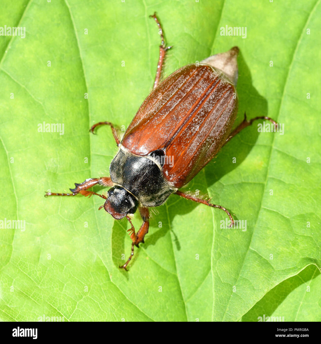 Feld maikaefer -Fotos und -Bildmaterial in hoher Auflösung – Alamy