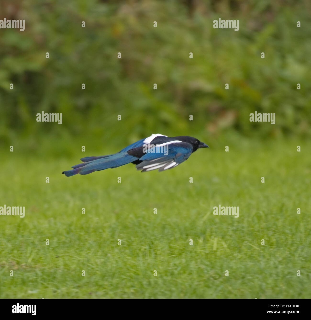 Elster fliegen -Fotos und -Bildmaterial in hoher Auflösung – Alamy