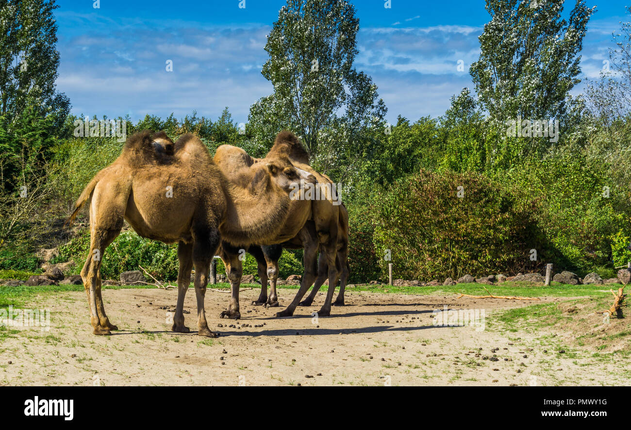 Wilde baktrische kamele -Fotos und -Bildmaterial in hoher Auflösung – Alamy