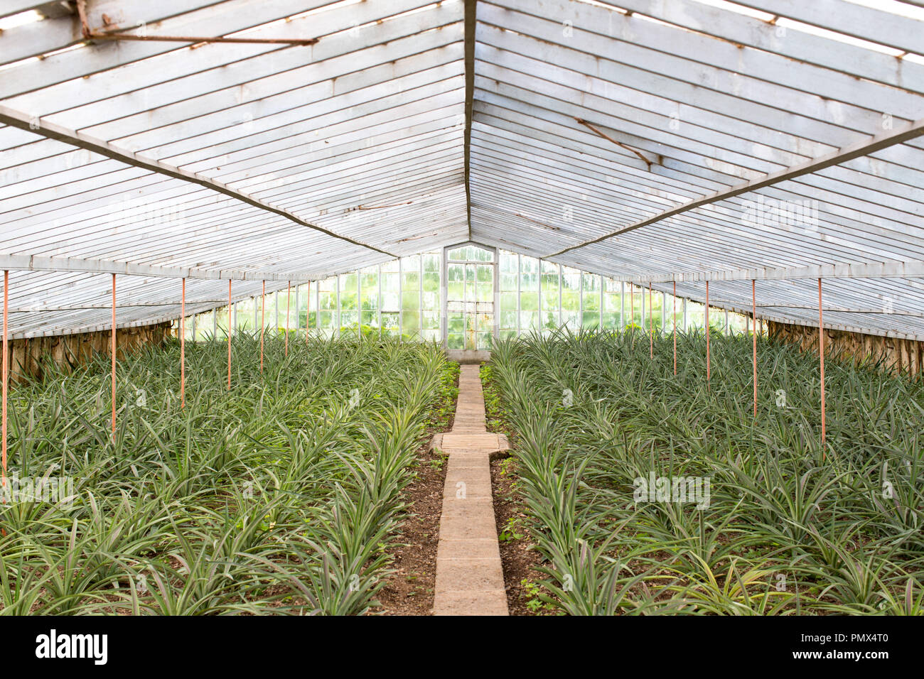 Ananas kultivieren -Fotos und -Bildmaterial in hoher Auflösung – Alamy