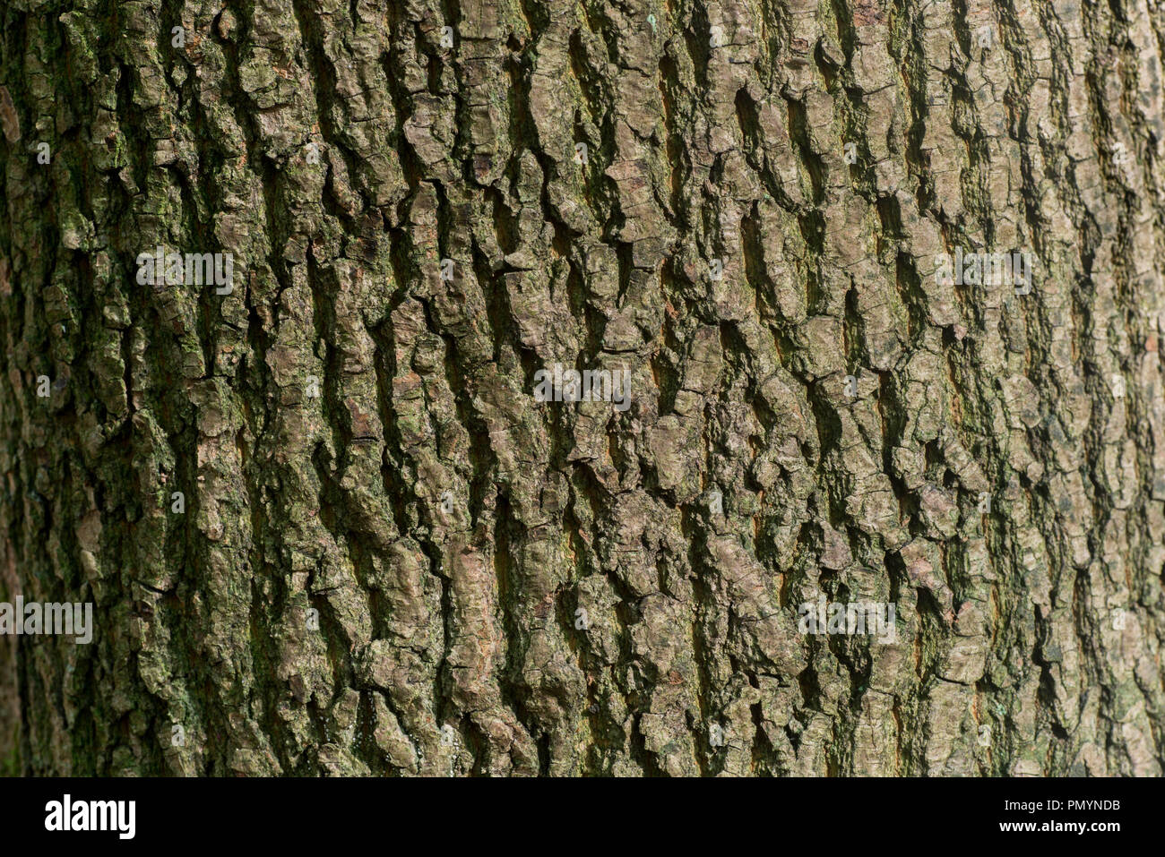 Ahorn rinde -Fotos und -Bildmaterial in hoher Auflösung – Alamy