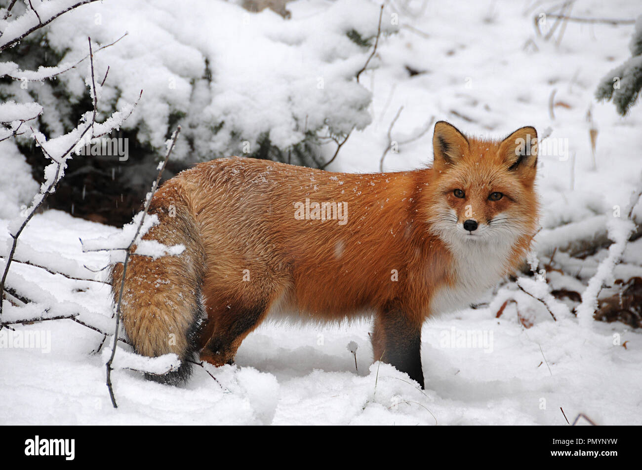 Fuchs im Winter genießen Sie den Schnee Stockfotografie - Alamy