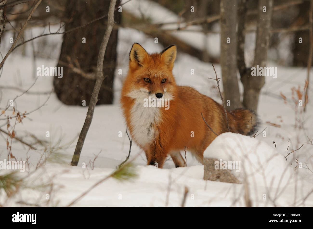 Fuchs rotfuchs tierkalender fotos -Fotos und -Bildmaterial in hoher ...
