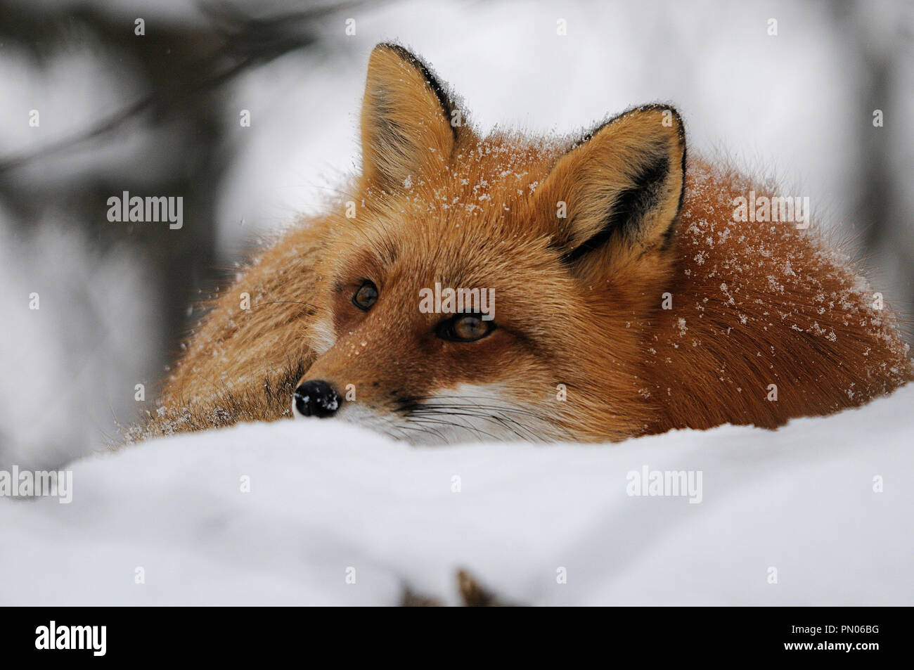 Fuchs rotfuchs tierkalender fotos -Fotos und -Bildmaterial in hoher ...