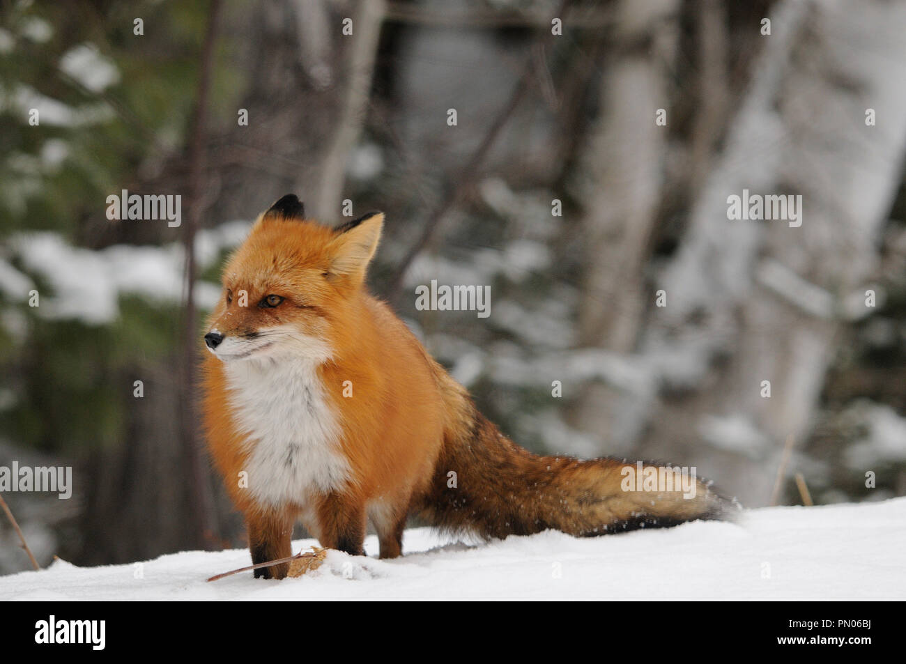 Fuchs rotfuchs tierkalender fotos -Fotos und -Bildmaterial in hoher ...