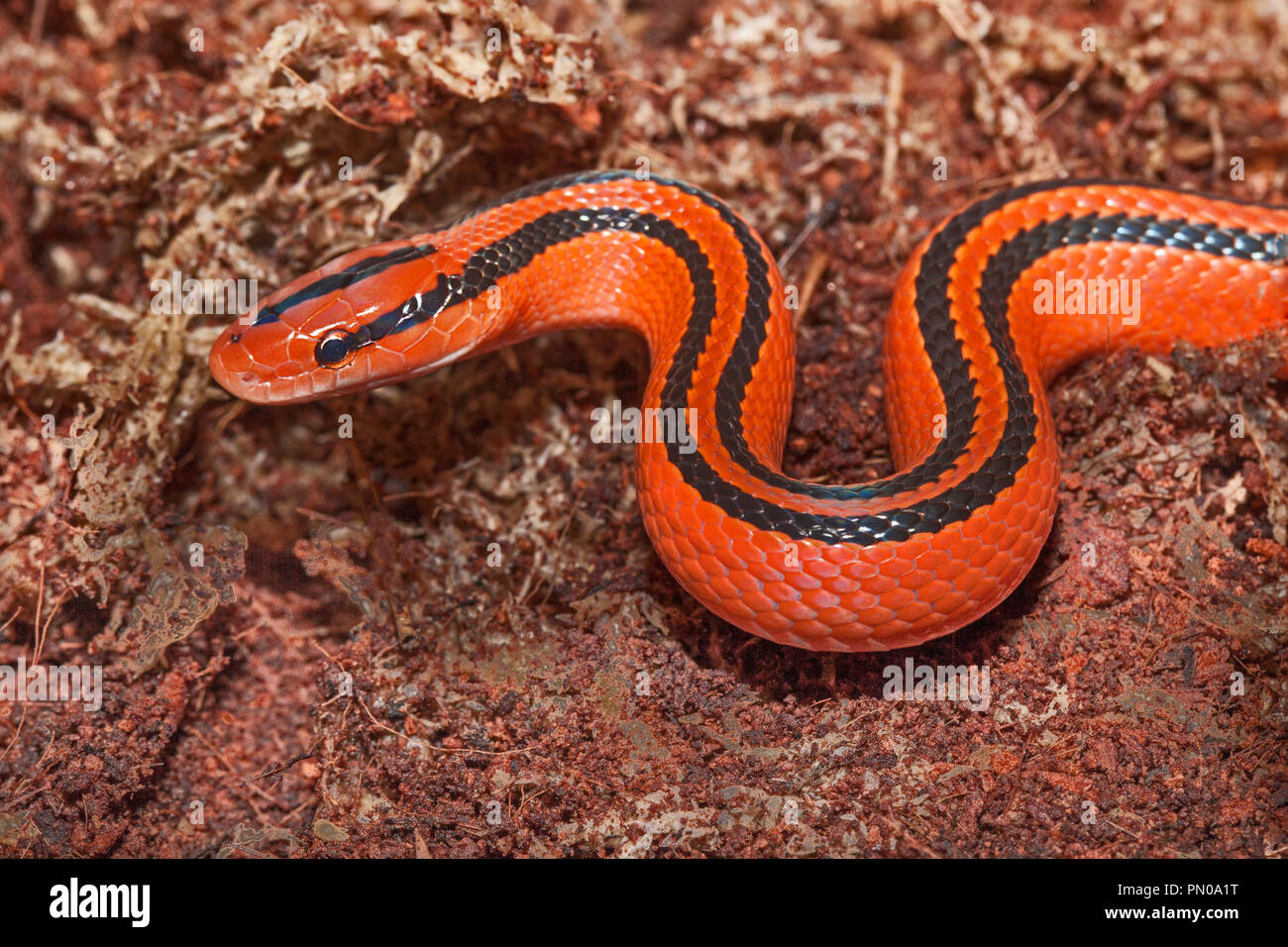 Rote und schwarze schlange -Fotos und -Bildmaterial in hoher Auflösung ...