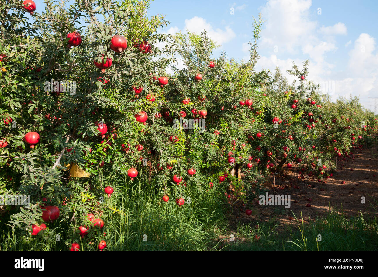 Granatapfel Baum Plantage Stockfotografie - Alamy