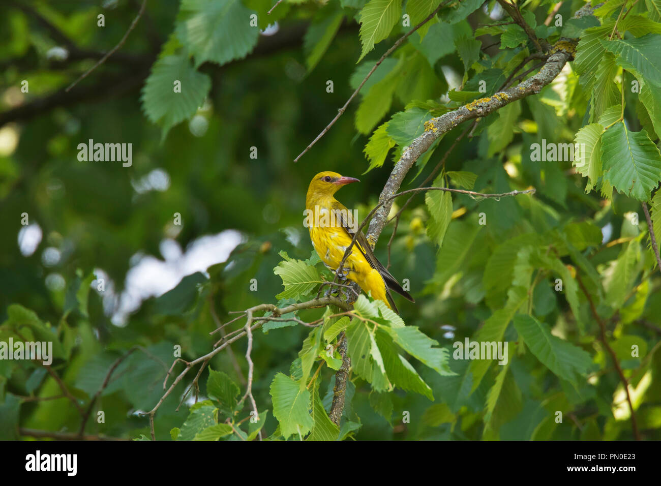 Eurasischer goldener pirol oriolus oriolus -Fotos und -Bildmaterial in ...