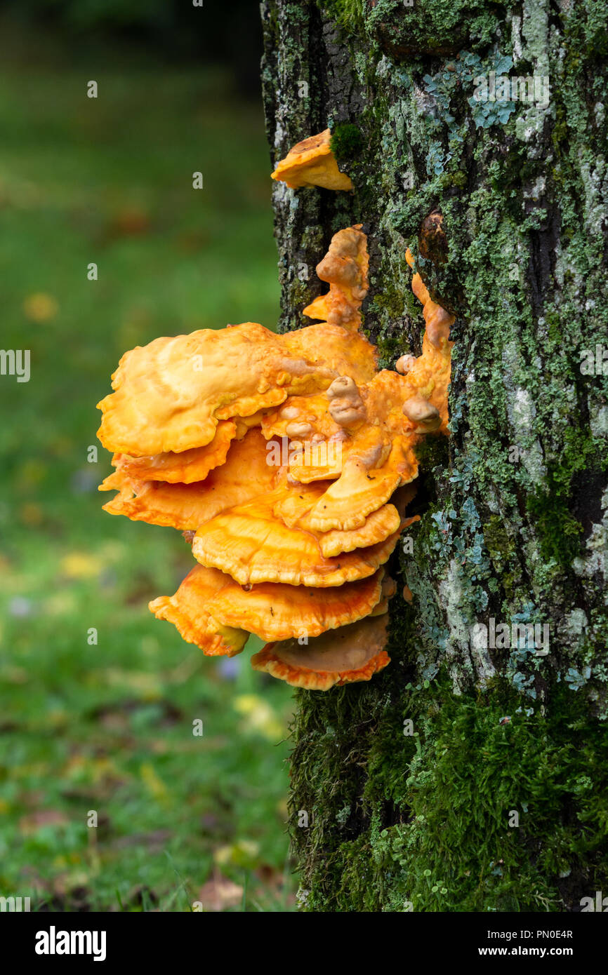 Baumpilze Stockfotos und -bilder Kaufen - Alamy