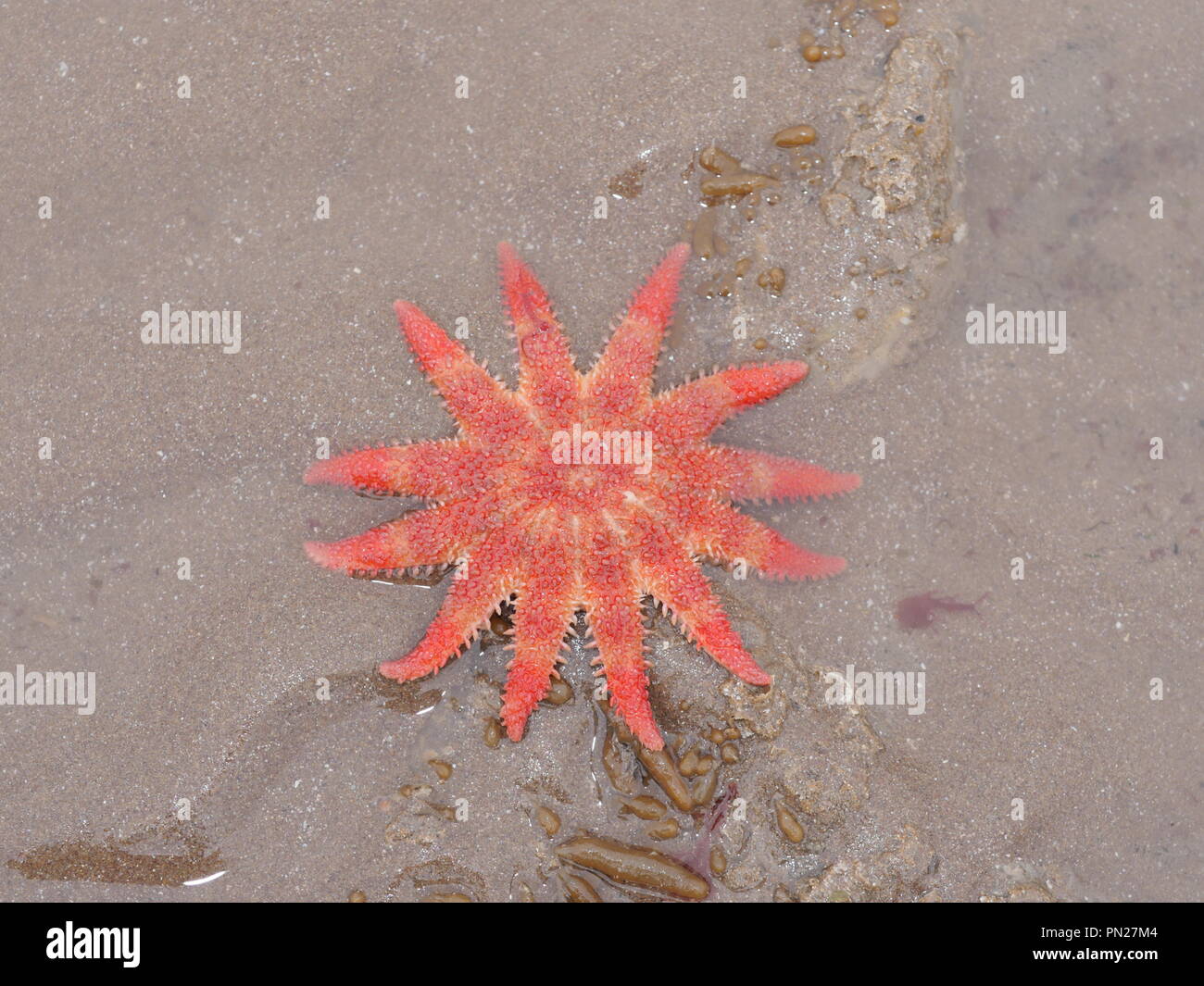 Sun star starfish -Fotos und -Bildmaterial in hoher Auflösung – Alamy