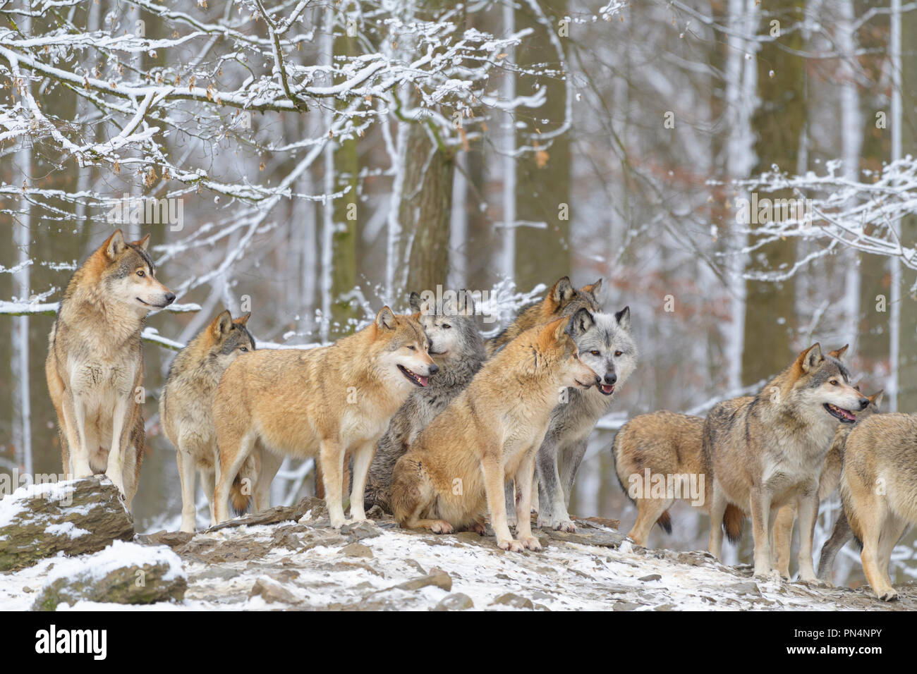 Pack Of Wolves In Stockfotos und -bilder Kaufen - Alamy