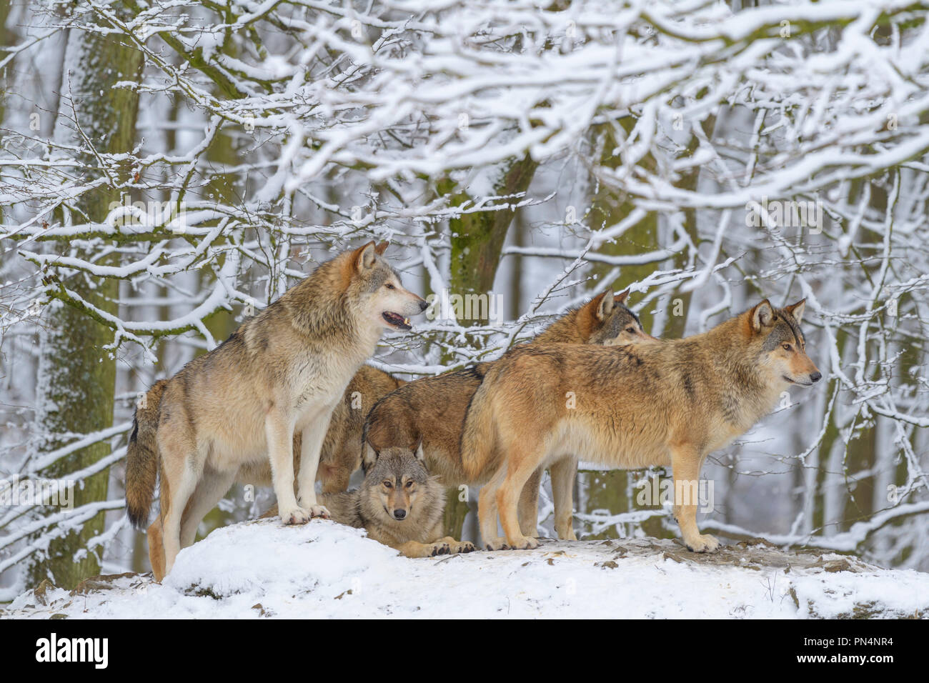 Pack of wolves -Fotos und -Bildmaterial in hoher Auflösung – Alamy