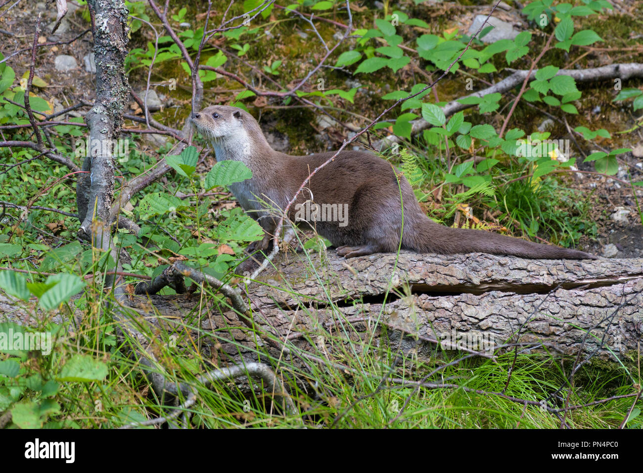 European otter lutra lutra germany -Fotos und -Bildmaterial in hoher Auflösung – Alamy