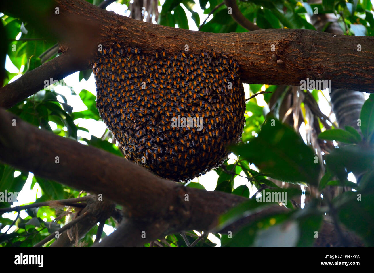 Extraction process -Fotos und -Bildmaterial in hoher Auflösung – Alamy