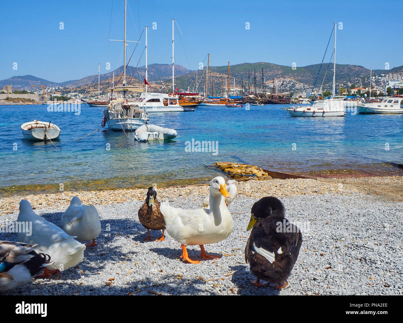 Bodrum beach kumbahce bay bodrum -Fotos und -Bildmaterial in hoher ...