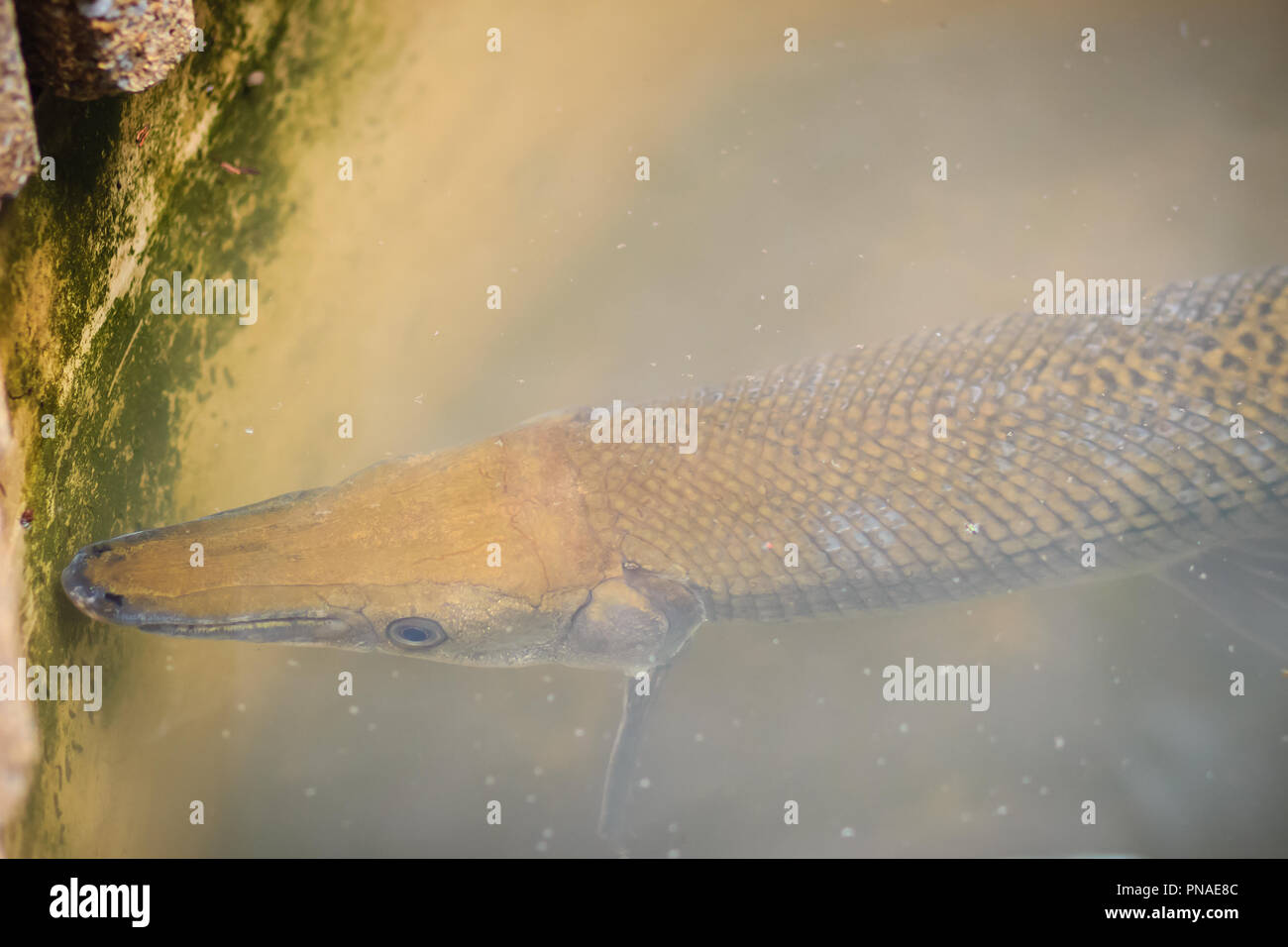 Alligator gar (Atractosteus spatula) Fisch schwimmt in den Teich im ...