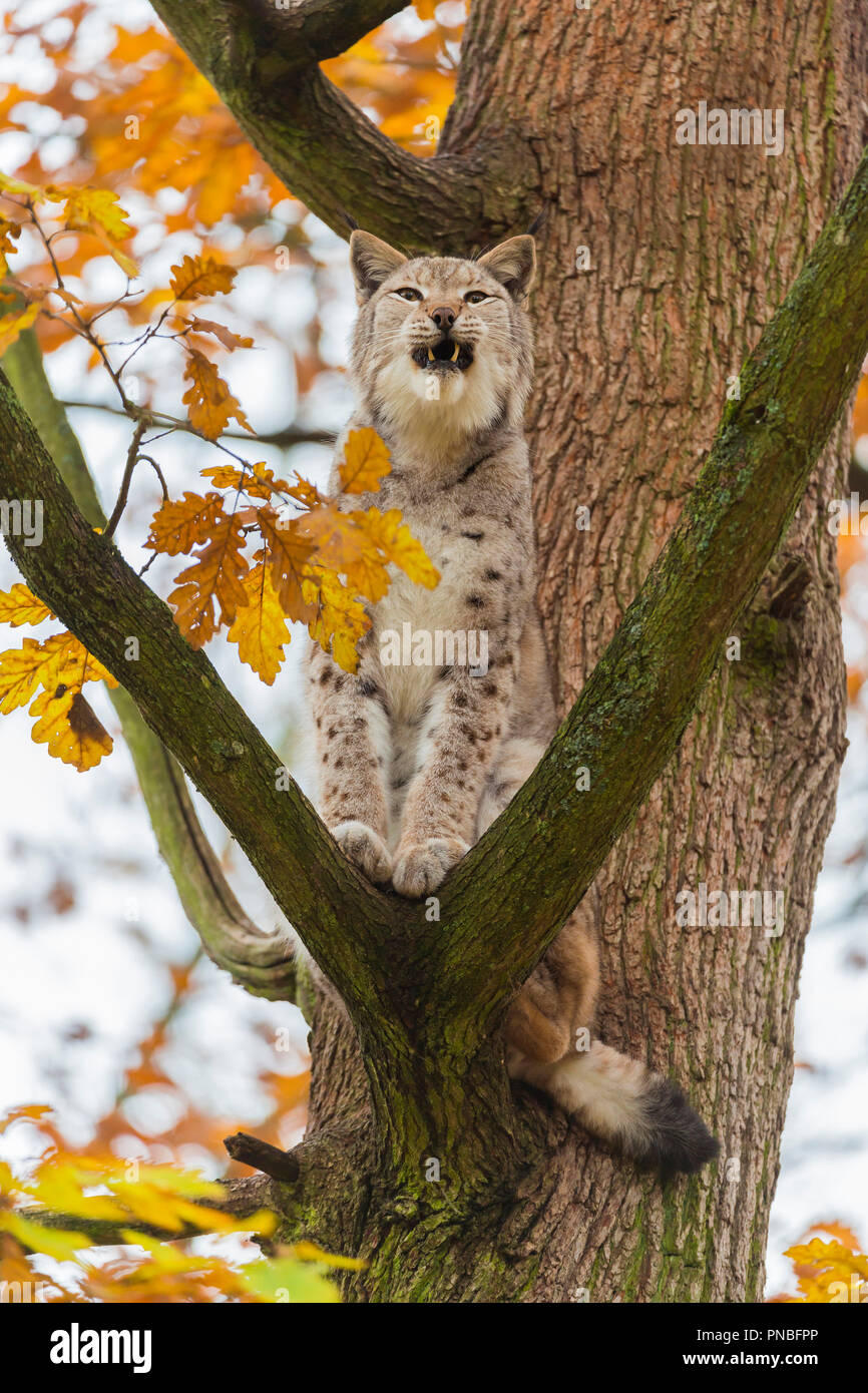 Eurasischen Luchs Lynx lynx, Tomcat, Baum, Herbst, Deutschland, Europa ...