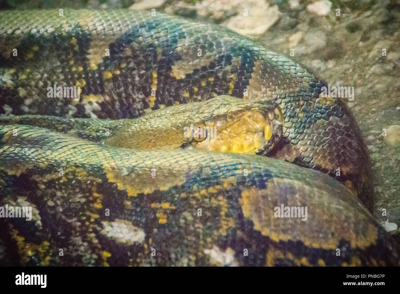 An anaconda is a large -Fotos und -Bildmaterial in hoher Auflösung – Alamy