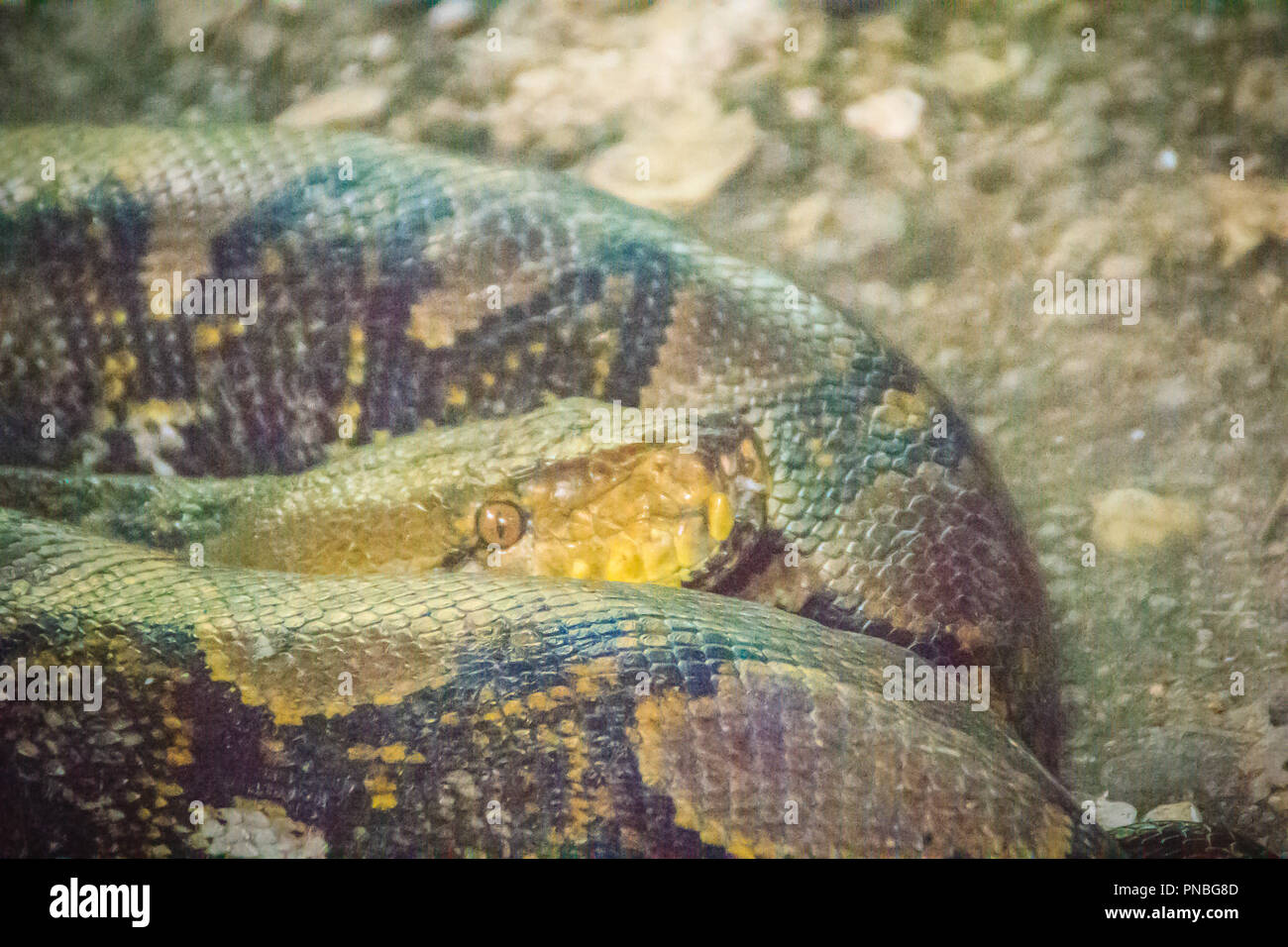 An anaconda is a large -Fotos und -Bildmaterial in hoher Auflösung – Alamy
